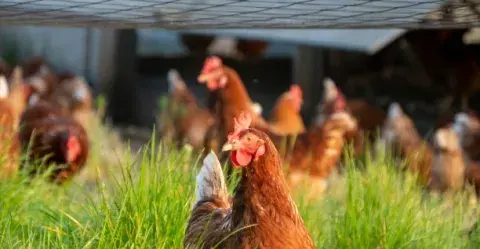 Ordenen el confinament de totes les aus de corral a Espanya | La Veu Lliure